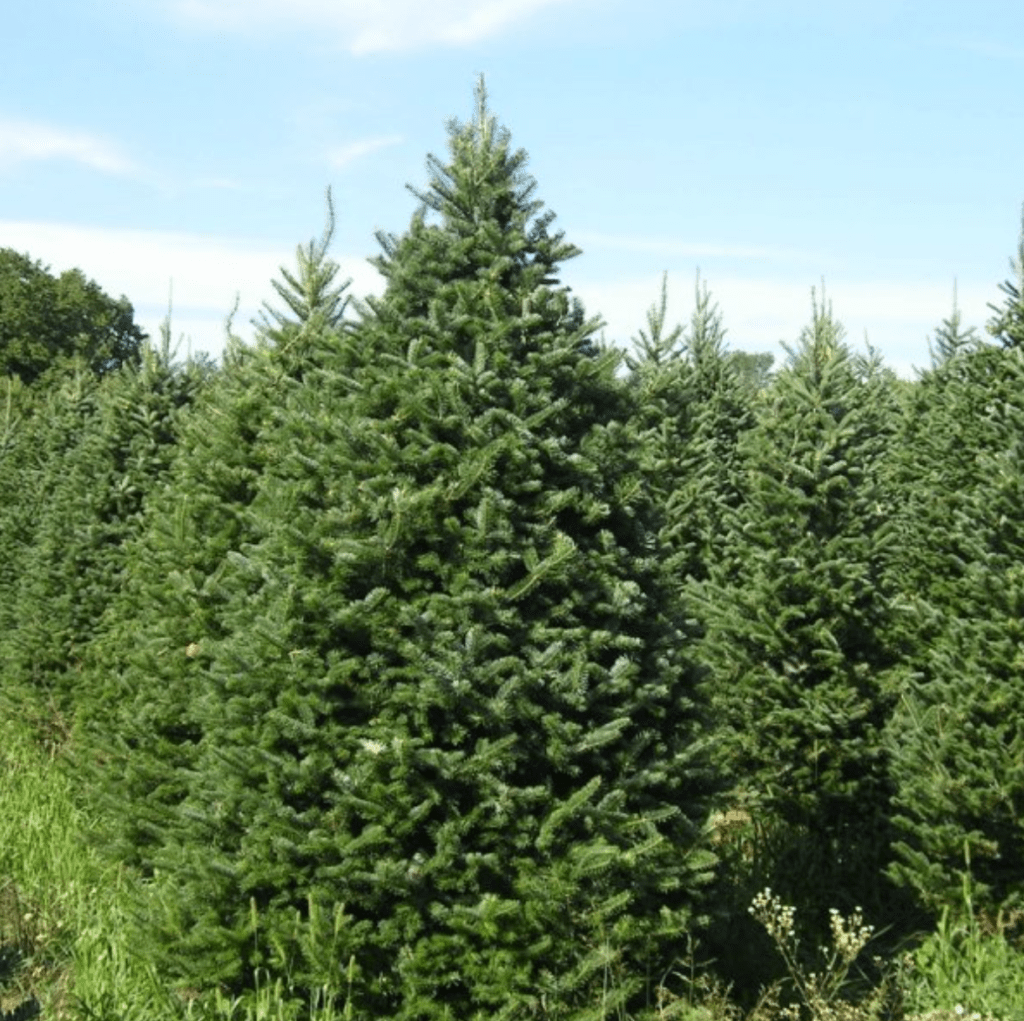 Abies balsamea ‘Balsam Fir’ (Size: 6-7′)