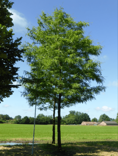 Gleditsia Triacanthos Honey Locust ‘Shademaster’ (Caliper: 3-3.5″)