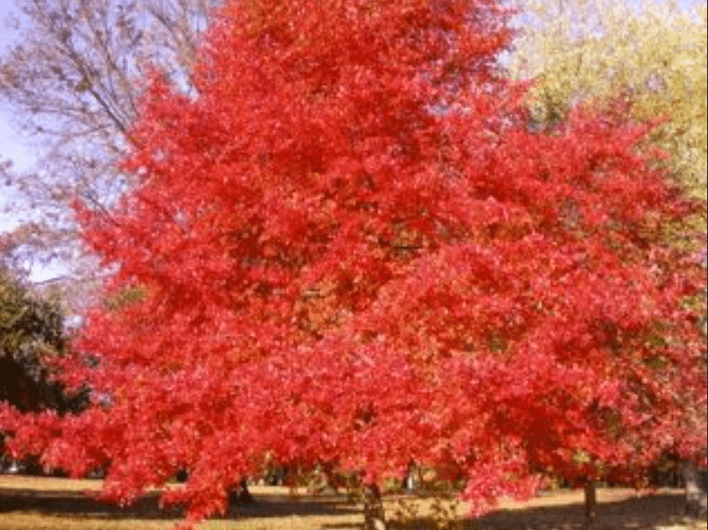 Nyssa Sylvatica Black Tupelo ‘Red Splyndor’® (Caliper: 3-3.5″)