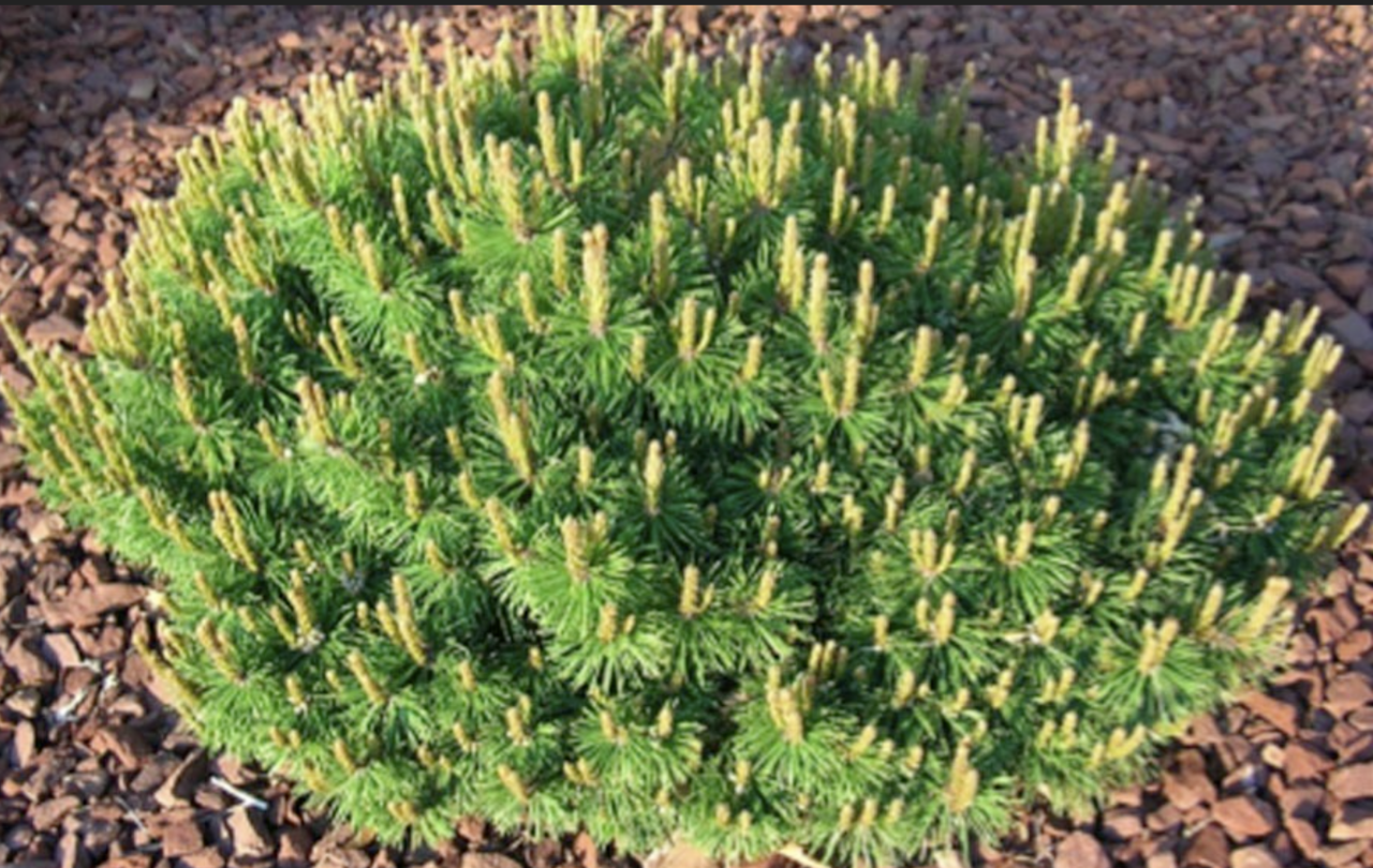 Pinus Mugo Swiss Mountain Pine ‘Slowmound’ (Size: #3)