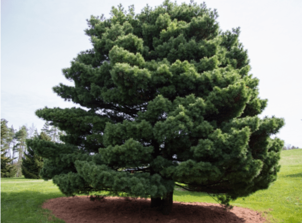 PINUS strobus ‘Eastern White Pine’ (Size 6-7′)