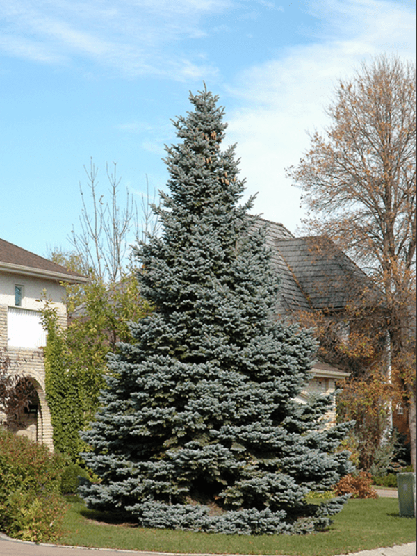 Picea Pungens Colorado Spruce ‘Baby Blue’ (Size: 5-6′)